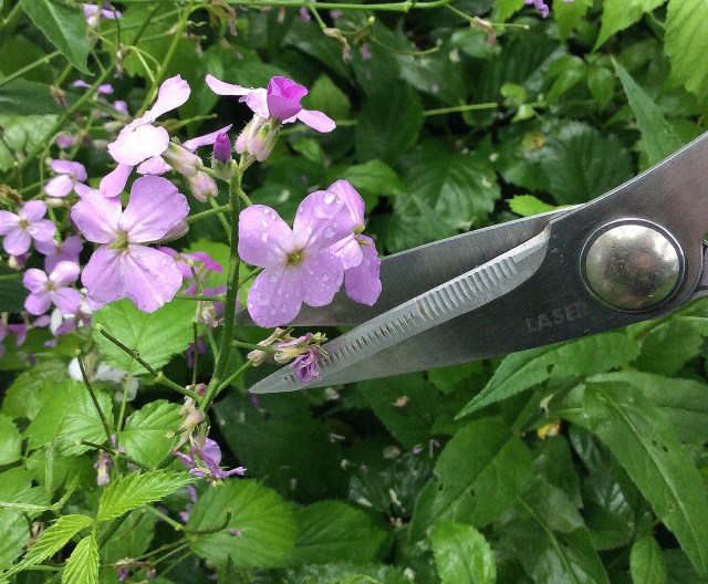 Dame’s Rocket, Scorned Beauty—Foraging – The Meaning of Water