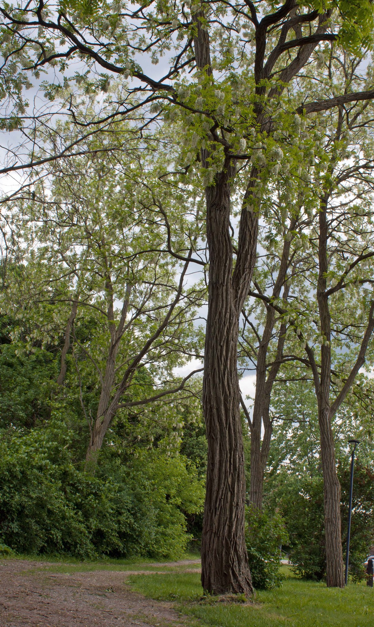 The Sweet Ambrosia of Black Locust—Foraging – The Meaning of Water