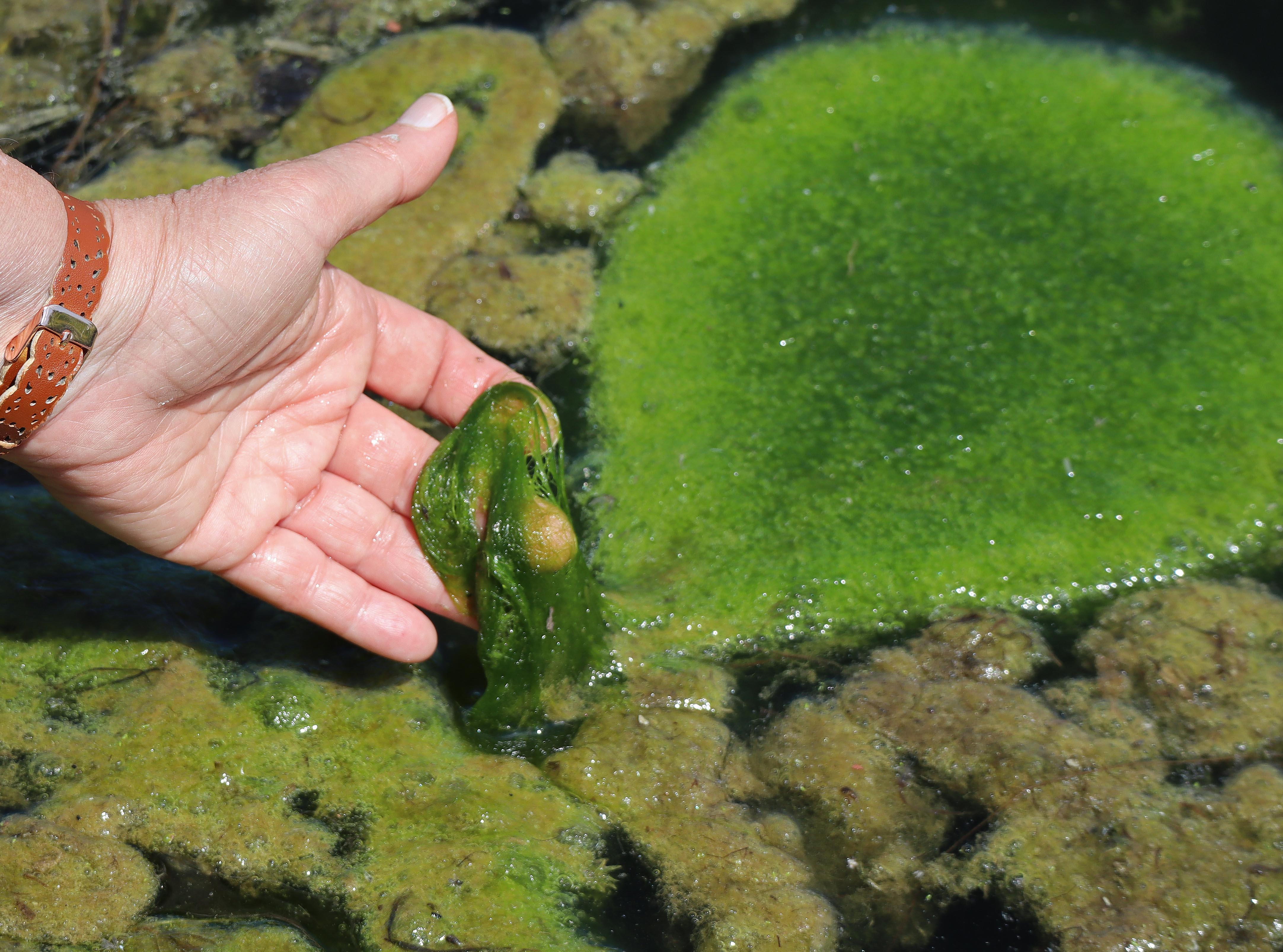 Lake Study: Algae of Rice Lake OR When A Lunch Break Turns into a Study ...