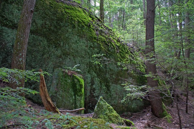 Walking Through Rare Old Growth Eastern Hemlock: Catchacoma Forest ...