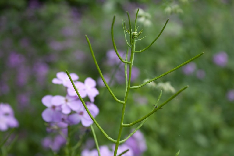 Dame’s Rocket, Scorned Beauty—Foraging – The Meaning of Water