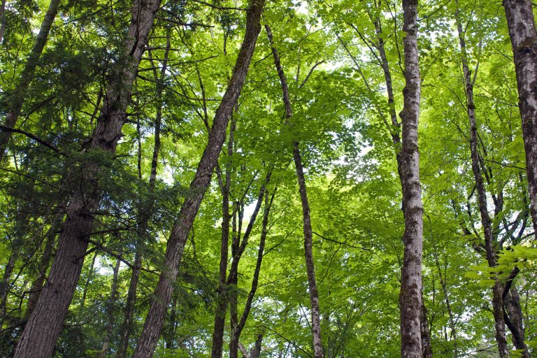 Walking Through Rare Old Growth Eastern Hemlock: Catchacoma Forest ...
