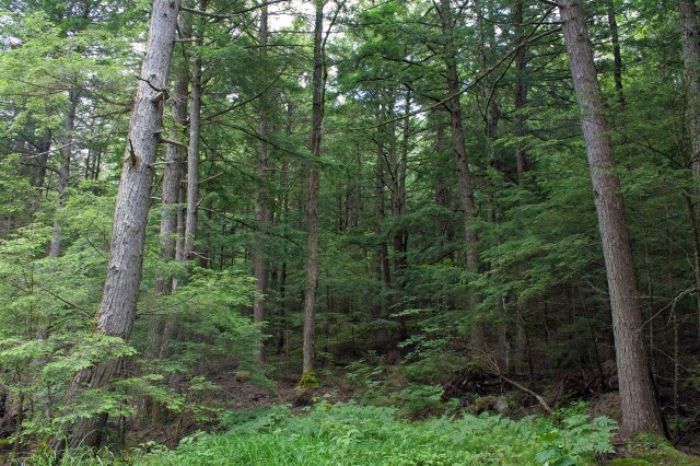Walking Through Rare Old Growth Eastern Hemlock: Catchacoma Forest ...