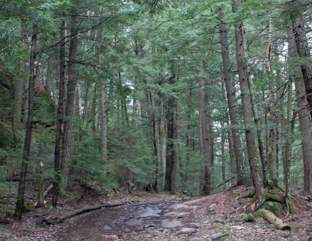 Walking Through Rare Old Growth Eastern Hemlock: Catchacoma Forest ...