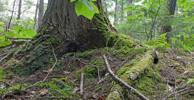 Walking Through Rare Old Growth Eastern Hemlock: Catchacoma Forest ...