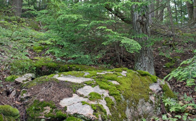Walking Through Rare Old Growth Eastern Hemlock: Catchacoma Forest ...