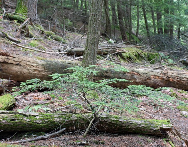Walking Through Rare Old Growth Eastern Hemlock: Catchacoma Forest ...