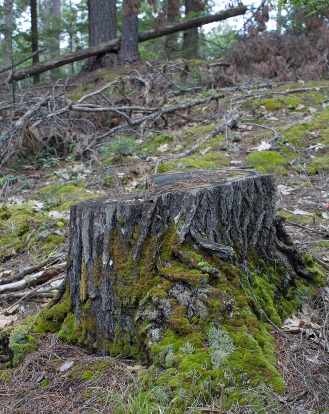 Walking Through Rare Old Growth Eastern Hemlock: Catchacoma Forest ...