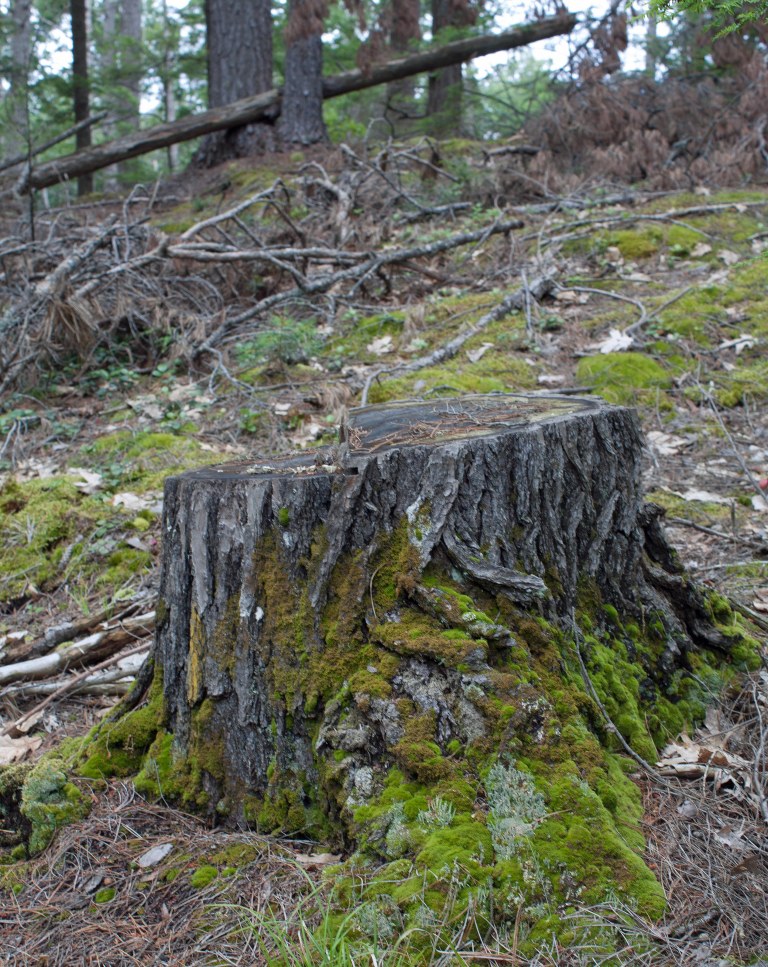 Walking Through Rare Old Growth Eastern Hemlock: Catchacoma Forest ...