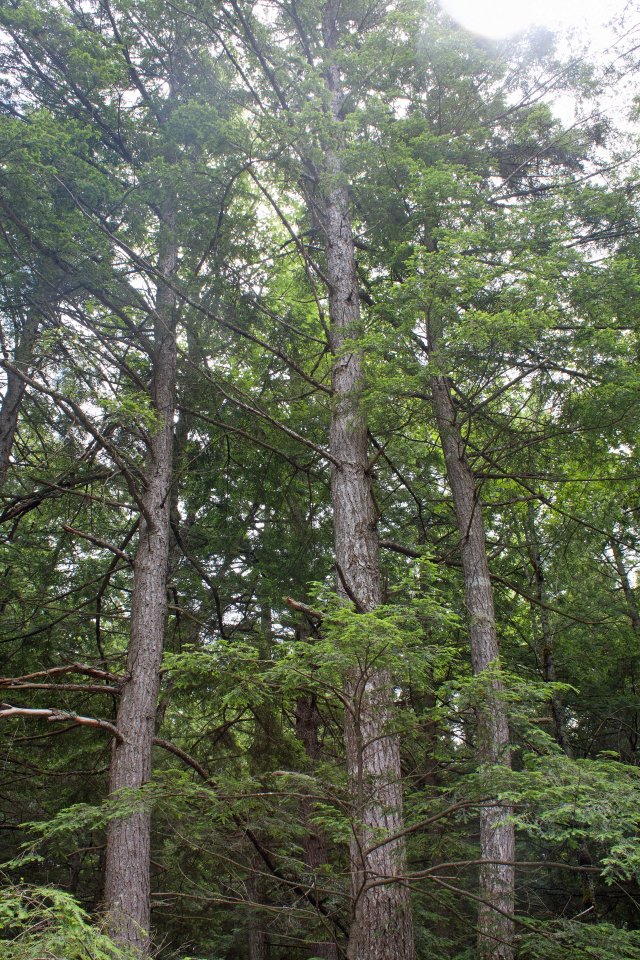 Walking Through Rare Old Growth Eastern Hemlock: Catchacoma Forest ...