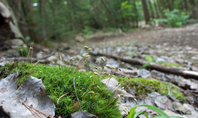 Walking Through Rare Old Growth Eastern Hemlock: Catchacoma Forest ...