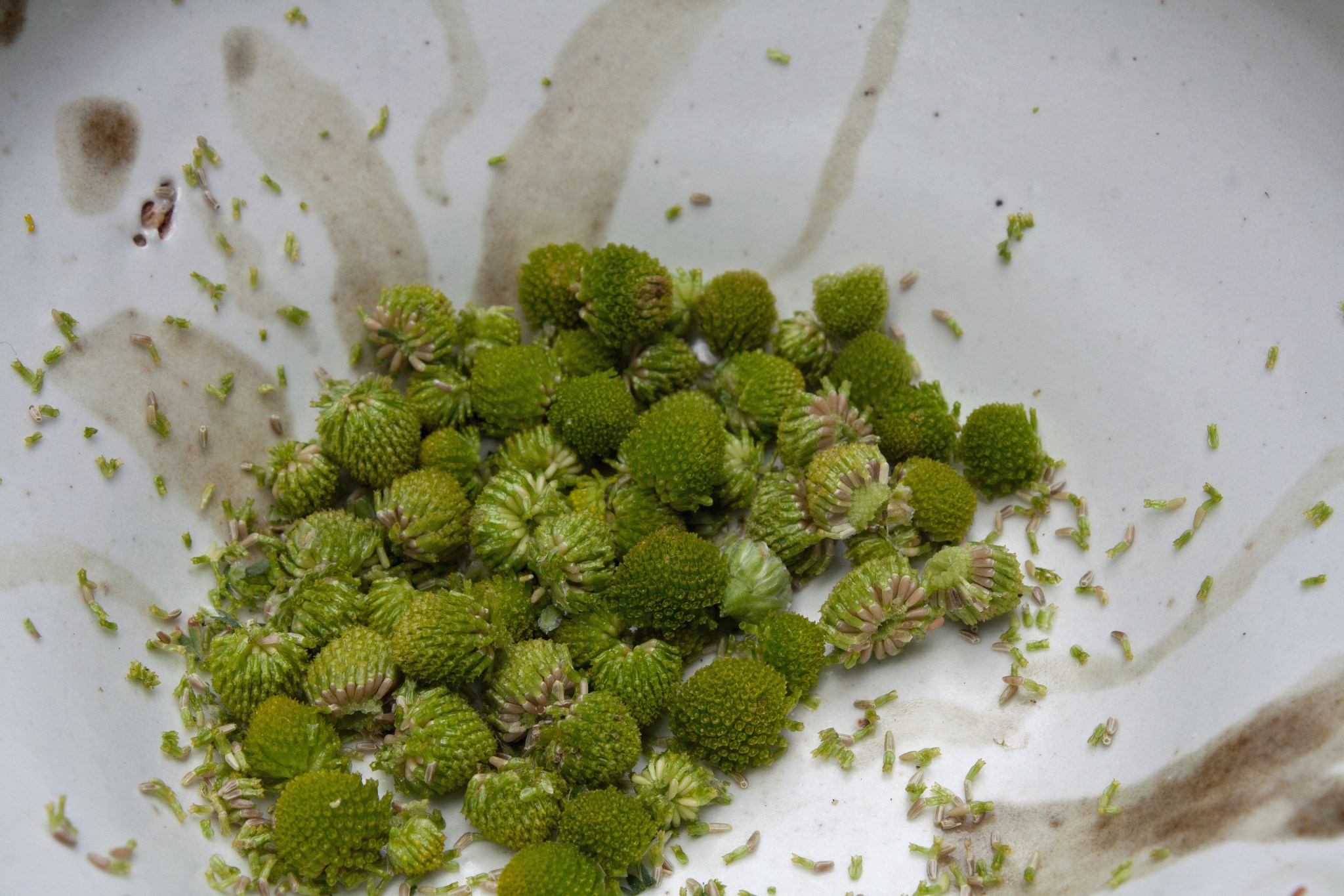 Pineapple Weed (Wild Chamomile): A Taste of Home—Foraging – The Meaning ...