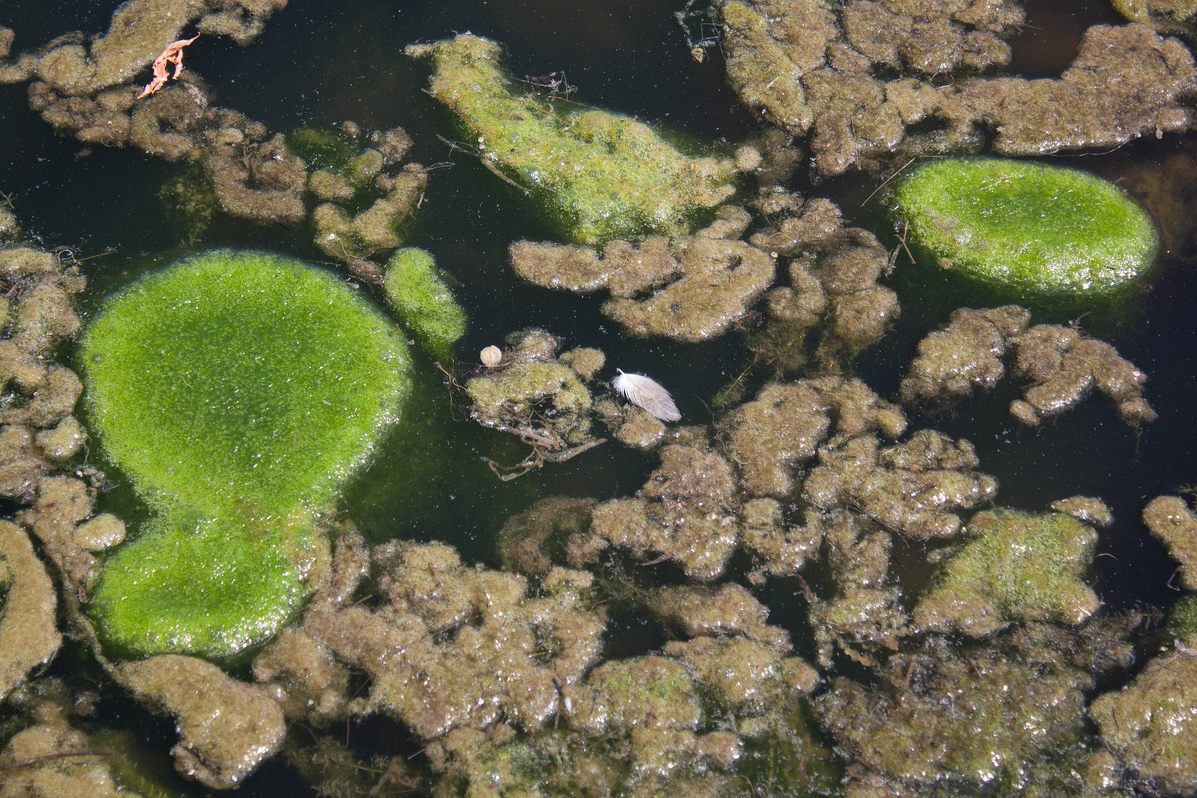 Lake Study: Algae of Rice Lake OR When A Lunch Break Turns into a Study ...