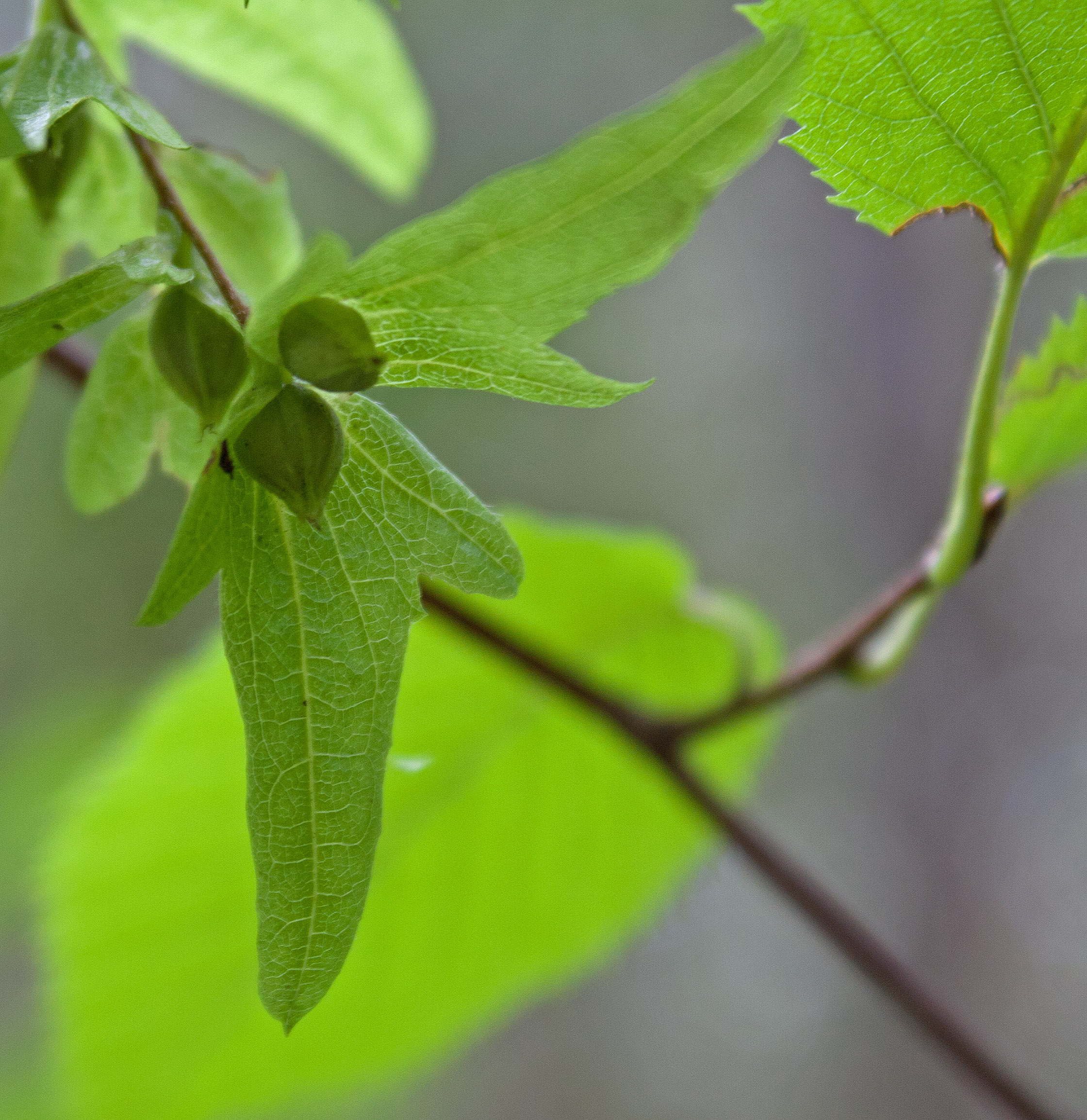 American Hop-Hornbeam—A Tree Study – The Meaning of Water