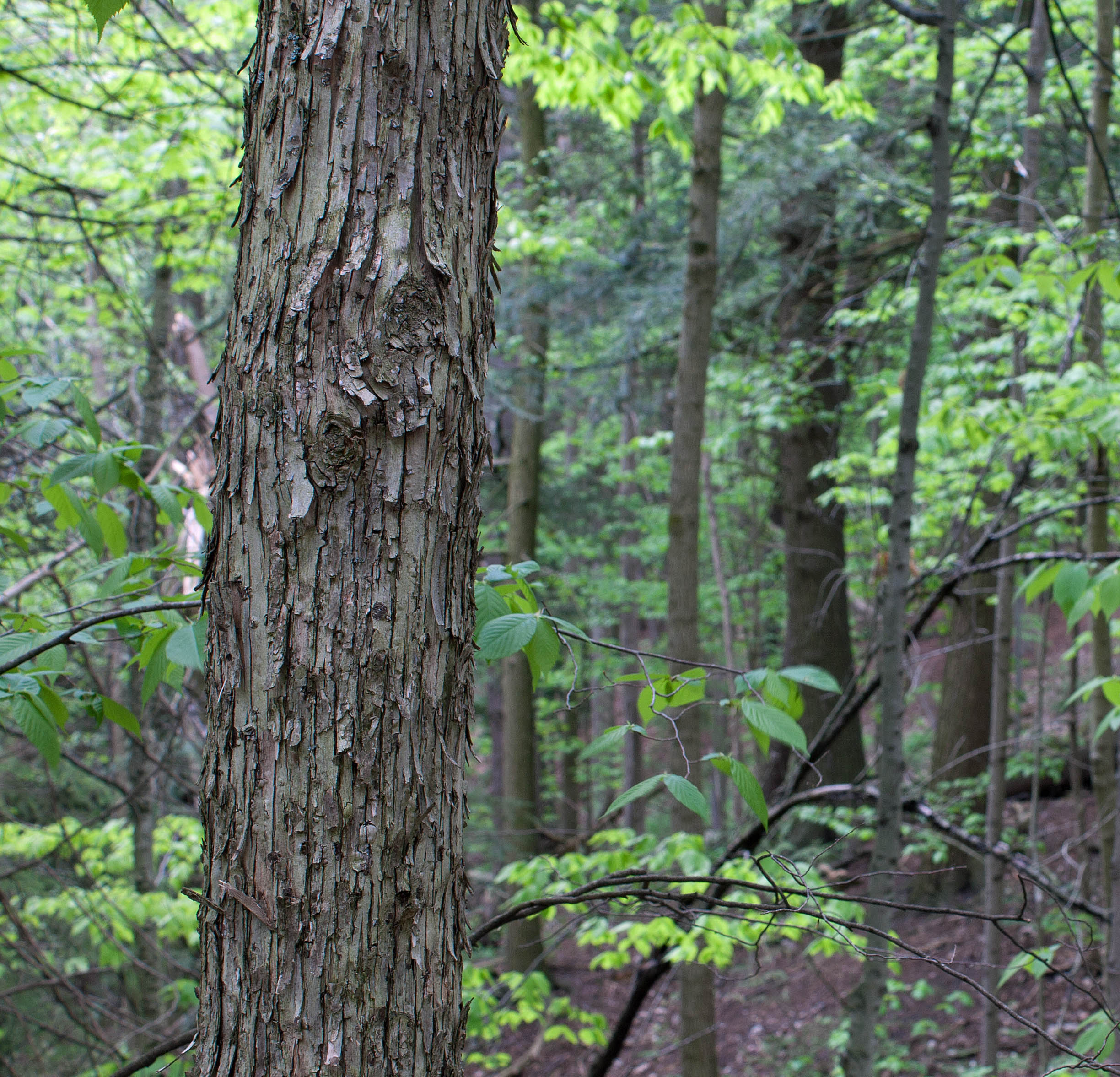 American Hop-Hornbeam—A Tree Study – The Meaning of Water
