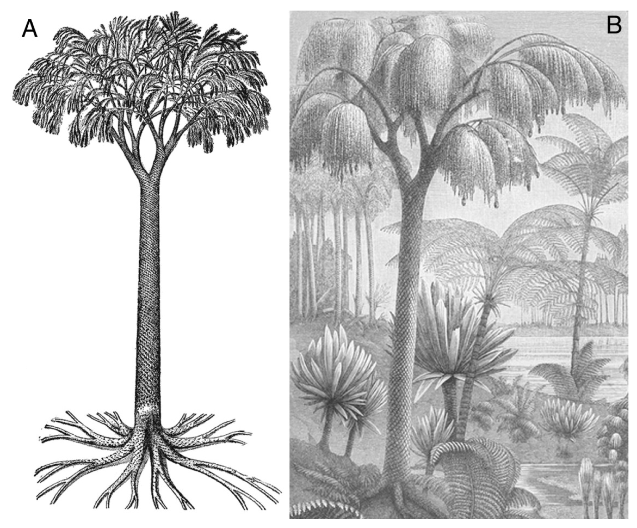 Equisetum: From Giant Tree to Little Plant—A Study & An Evolution – The ...
