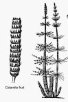 Equisetum: From Giant Tree to Little Plant—A Study & An Evolution – The ...