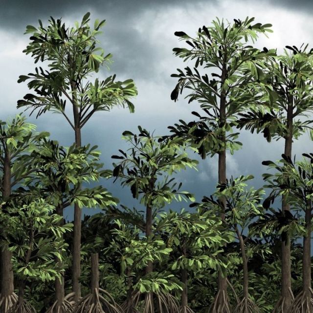 Equisetum: From Giant Tree to Little Plant—A Study & An Evolution – The ...