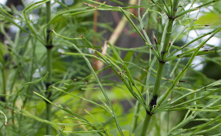 Equisetum: From Giant Tree to Little Plant—A Study & An Evolution – The ...
