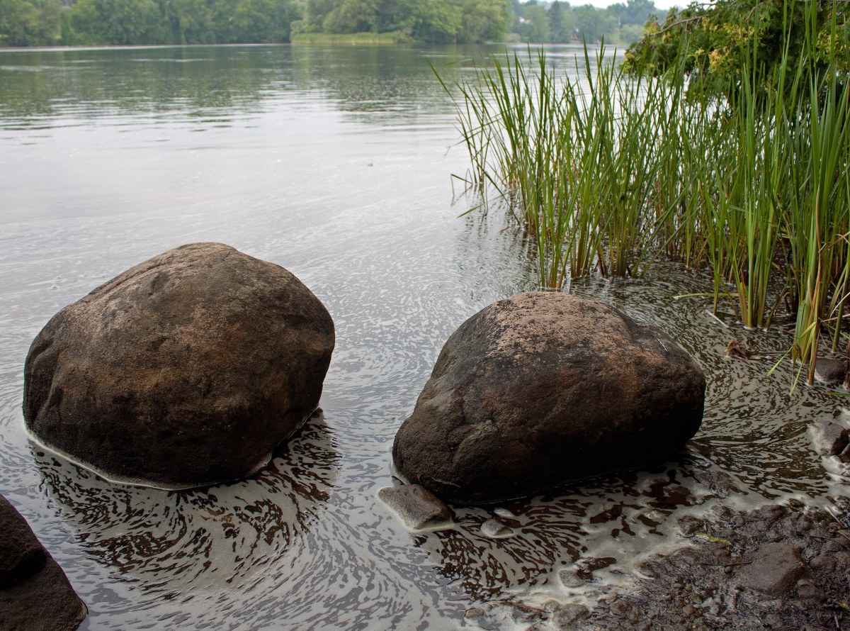 When Diatoms Create a Forest – The Meaning of Water