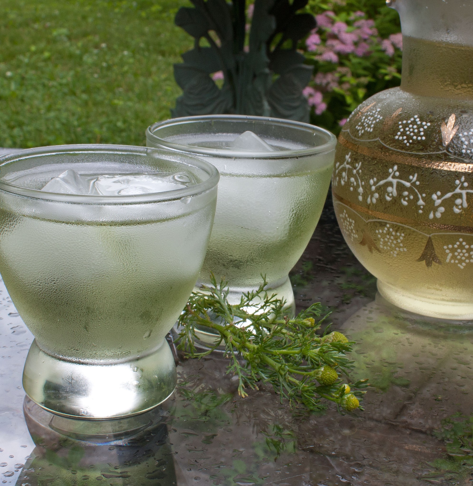 Pineapple Weed (Wild Chamomile): A Taste of Home—Foraging – The Meaning ...