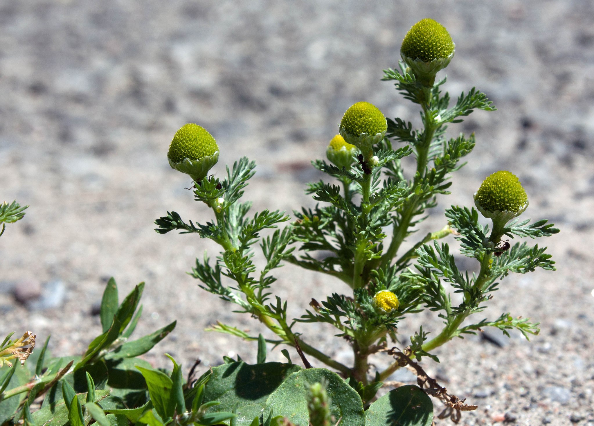 Pineapple Weed (Wild Chamomile): A Taste of Home—Foraging – The Meaning ...
