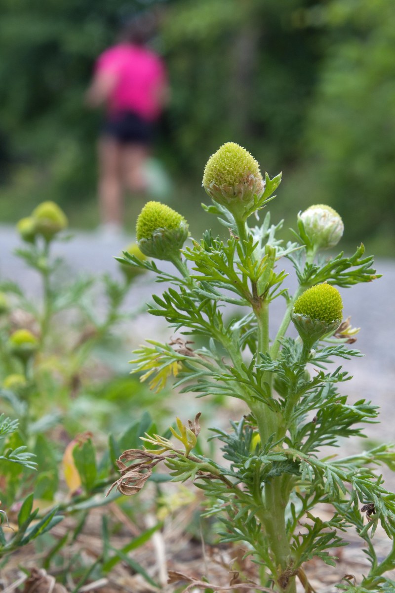 Pineapple Weed (Wild Chamomile): A Taste of Home—Foraging – The Meaning ...