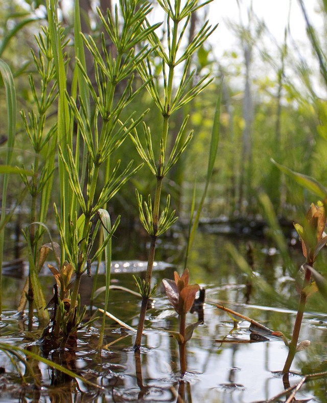 Equisetum: From Giant Tree to Little Plant—A Study & An Evolution – The ...
