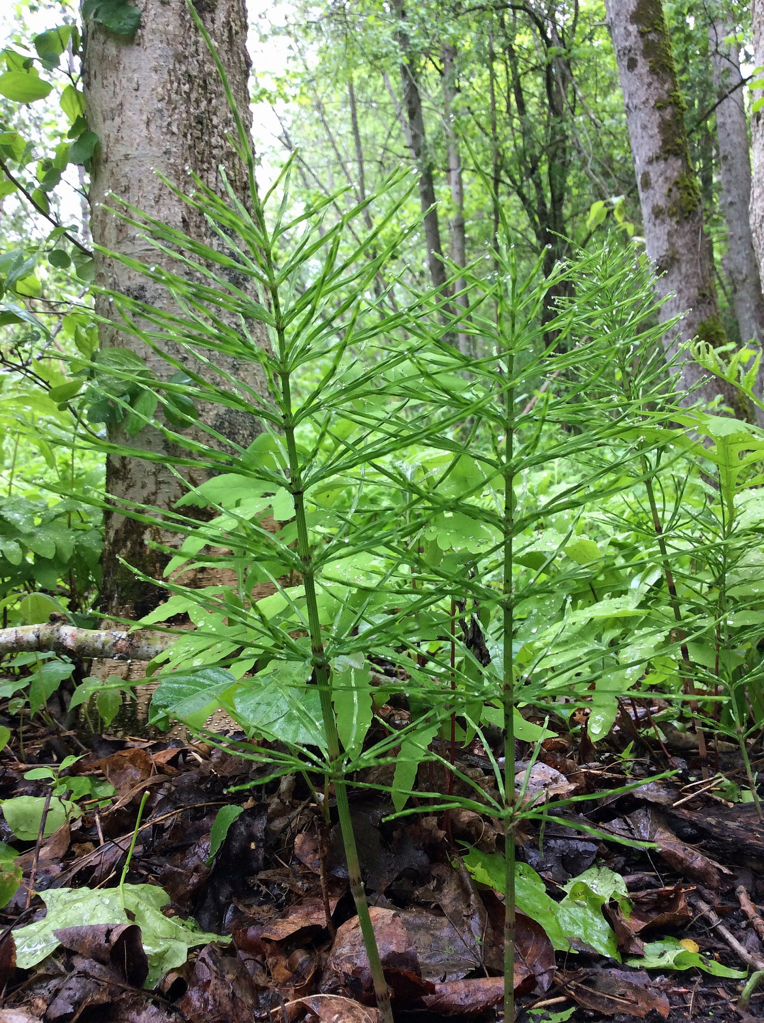 Equisetum: From Giant Tree to Little Plant—A Study & An Evolution – The ...