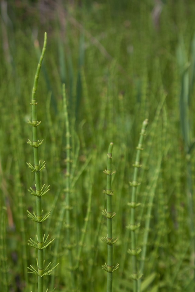 Equisetum: From Giant Tree to Little Plant—A Study & An Evolution – The ...