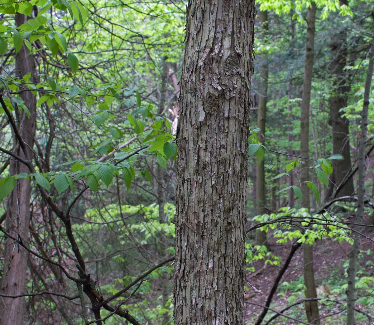 American Hop-Hornbeam—A Tree Study – The Meaning of Water