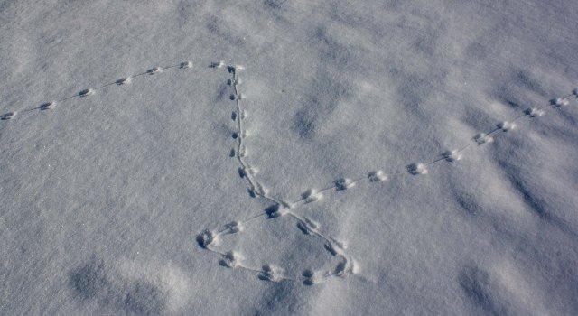 Surviving the Bitter Cold of Winter in The Subnivean Zone – The Meaning ...