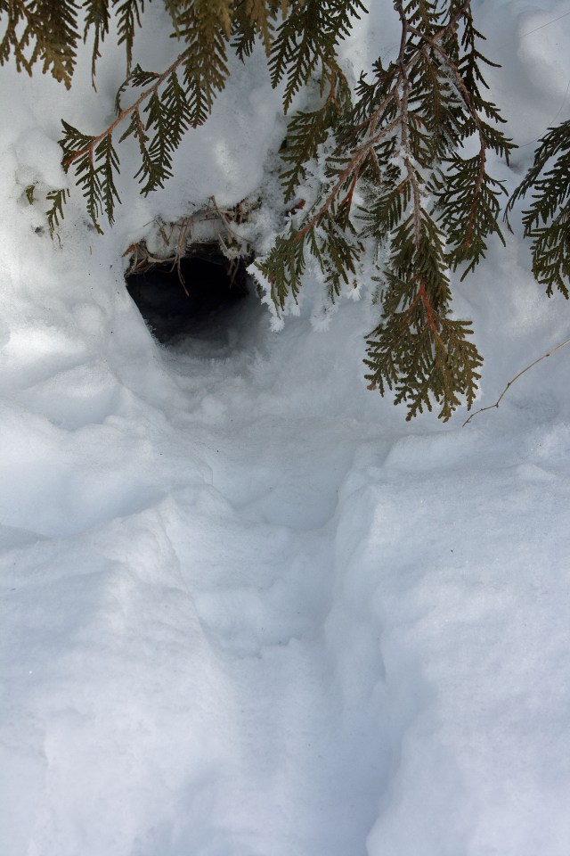 Surviving the Bitter Cold of Winter in The Subnivean Zone – The Meaning ...