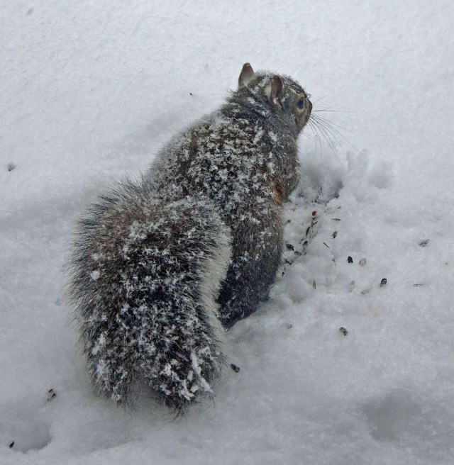 Surviving the Bitter Cold of Winter in The Subnivean Zone – The Meaning ...