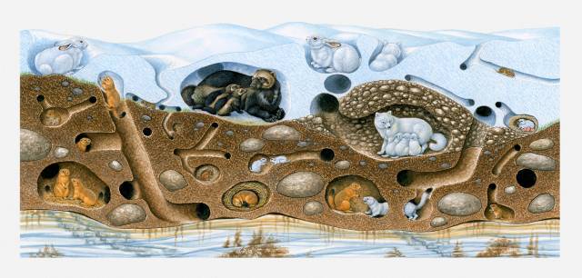 Surviving the Bitter Cold of Winter in The Subnivean Zone – The Meaning ...