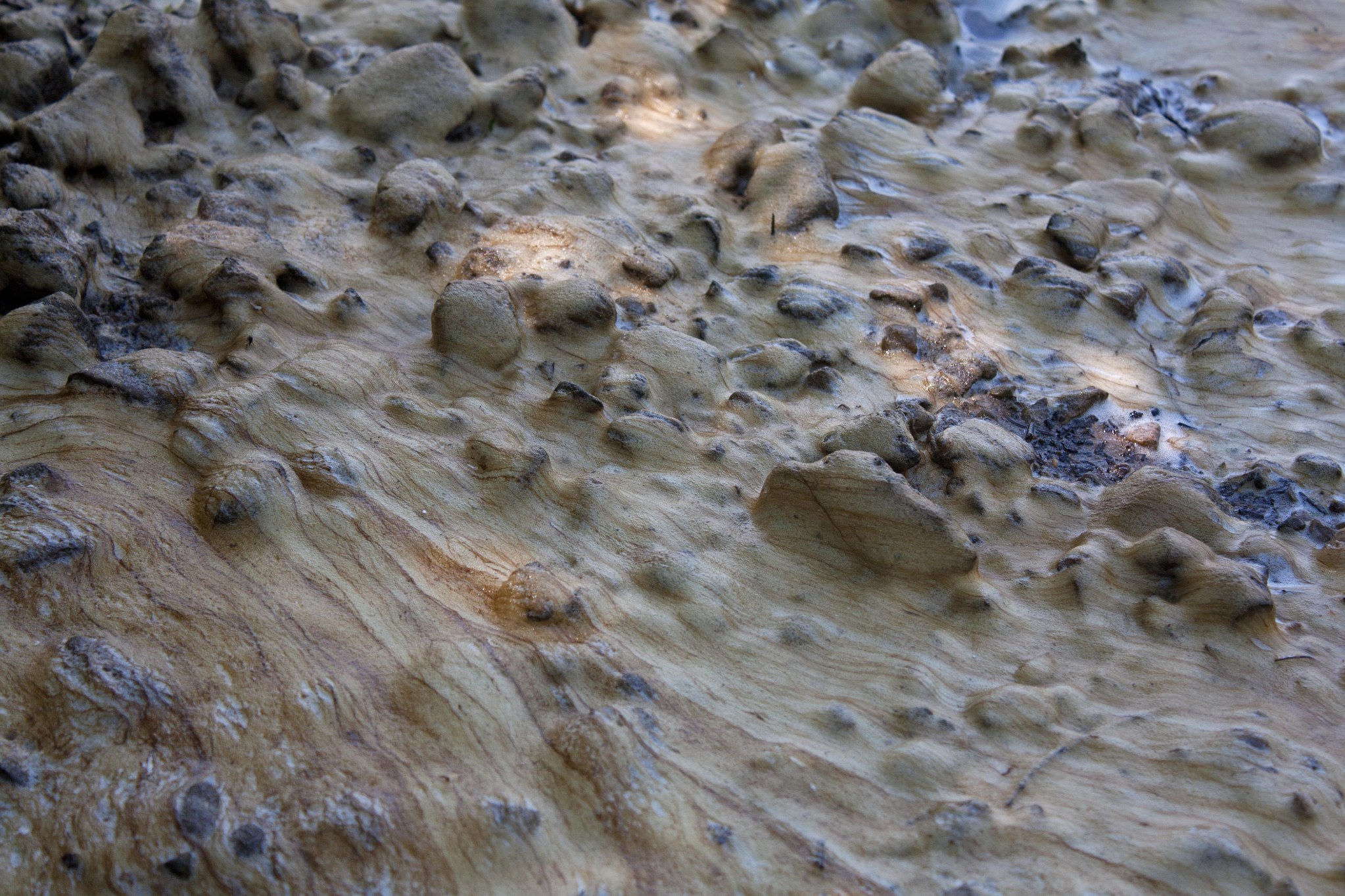 When Diatoms Bloom in Spring… – The Meaning of Water