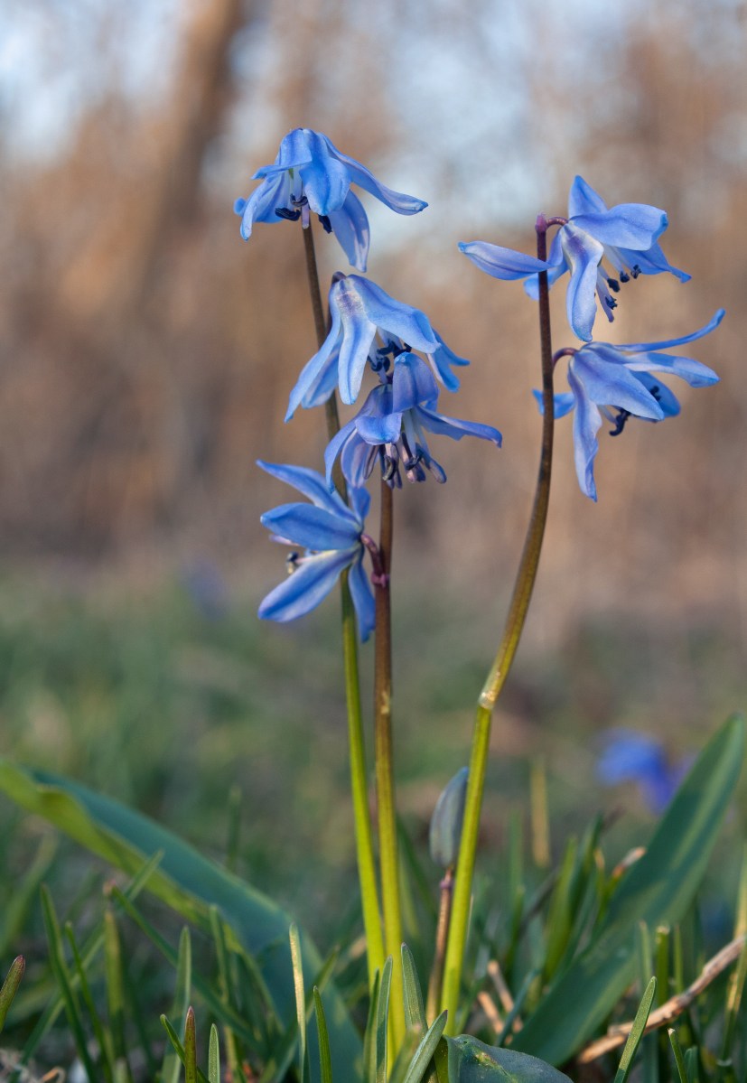 The Spring Beauty of Scilla – The Meaning of Water