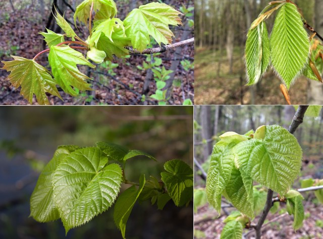 When Diatoms Bloom in Spring… – The Meaning of Water