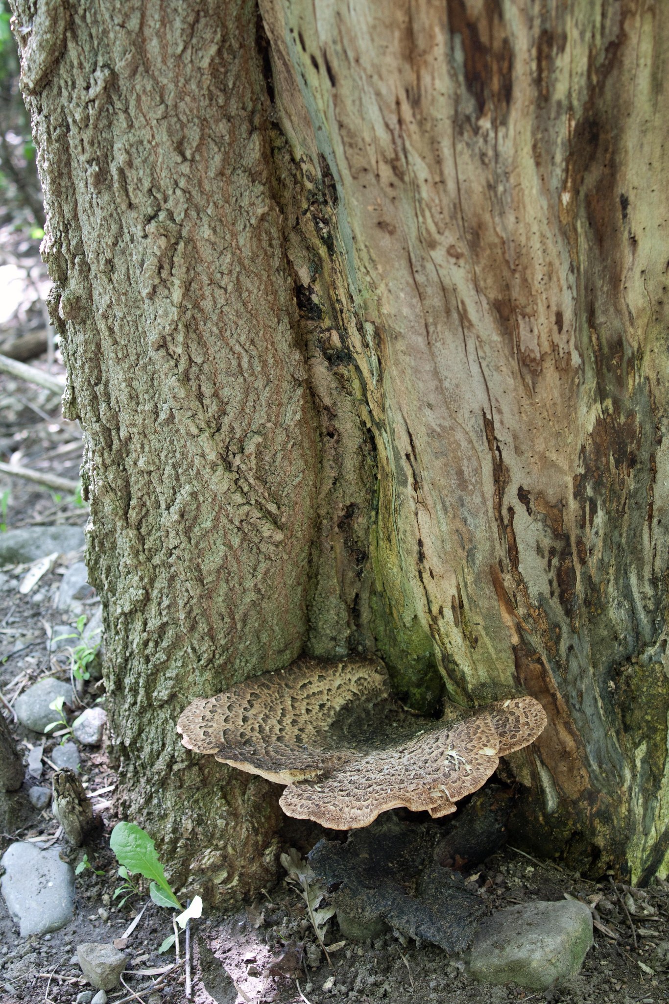 When the Tree Spirits Find Dryad’s Saddle—Mushroom Foraging – The ...