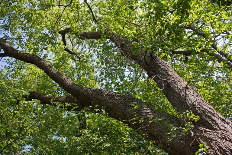 When the Tree Spirits Find Dryad’s Saddle—Mushroom Foraging – The ...