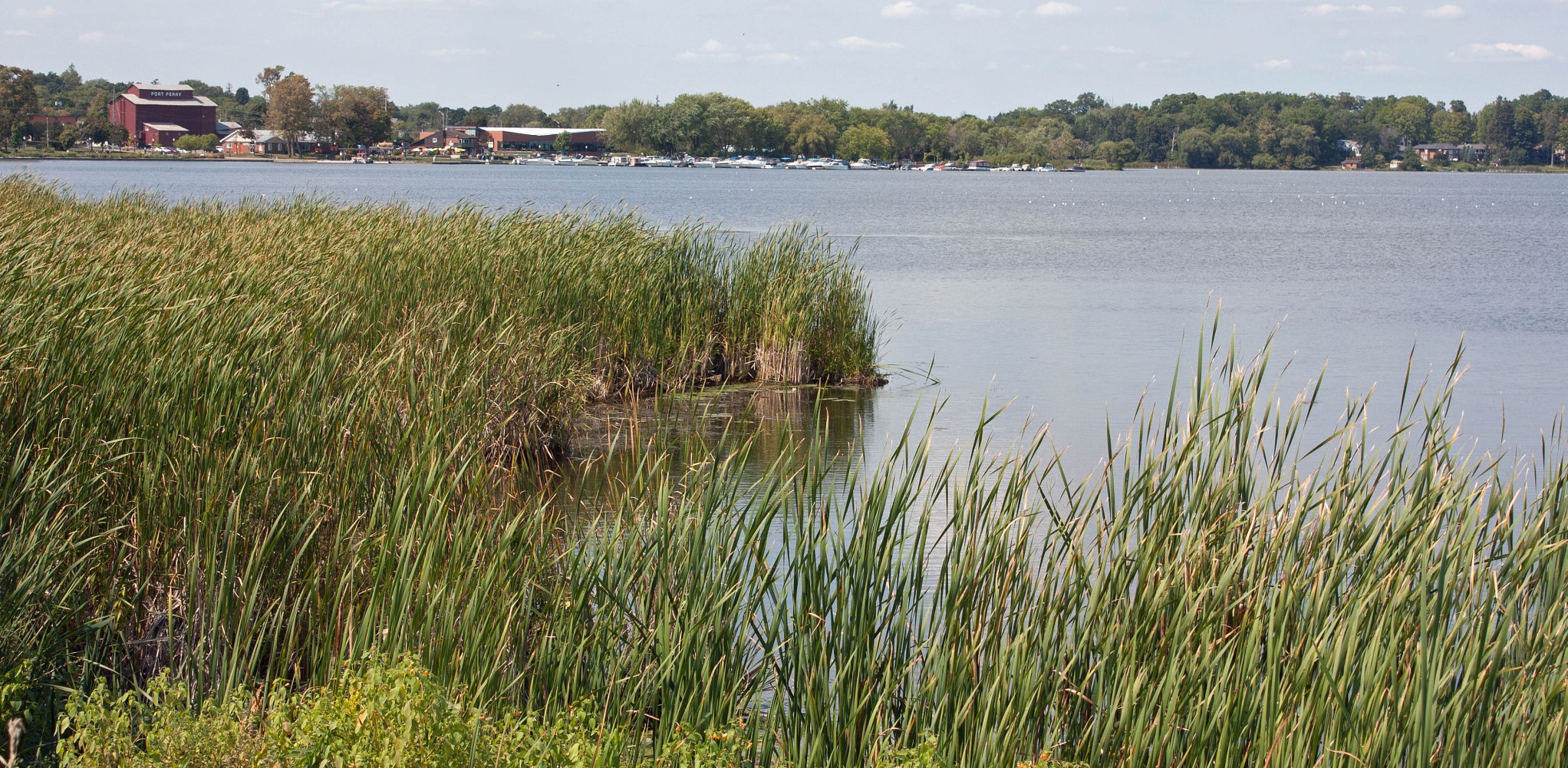 Lake Study: Lake Scugog & Charming Port Perry – The Meaning of Water