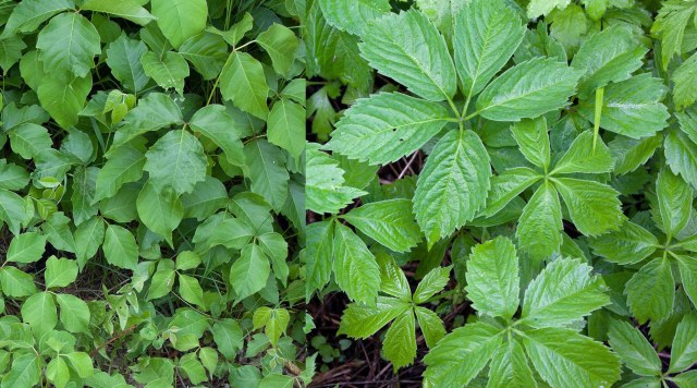 Virginia Creeper—A Plant Study – The Meaning of Water