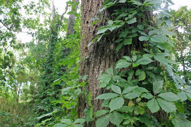Virginia Creeper—A Plant Study – The Meaning of Water