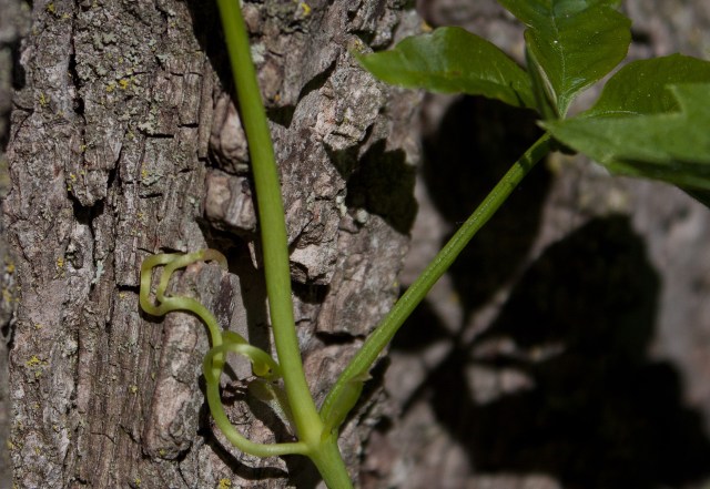 Virginia Creeper—A Plant Study – The Meaning of Water