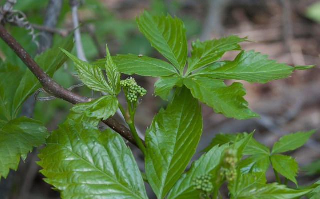 Virginia Creeper—A Plant Study – The Meaning of Water