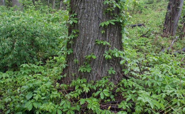 Virginia Creeper—A Plant Study – The Meaning of Water