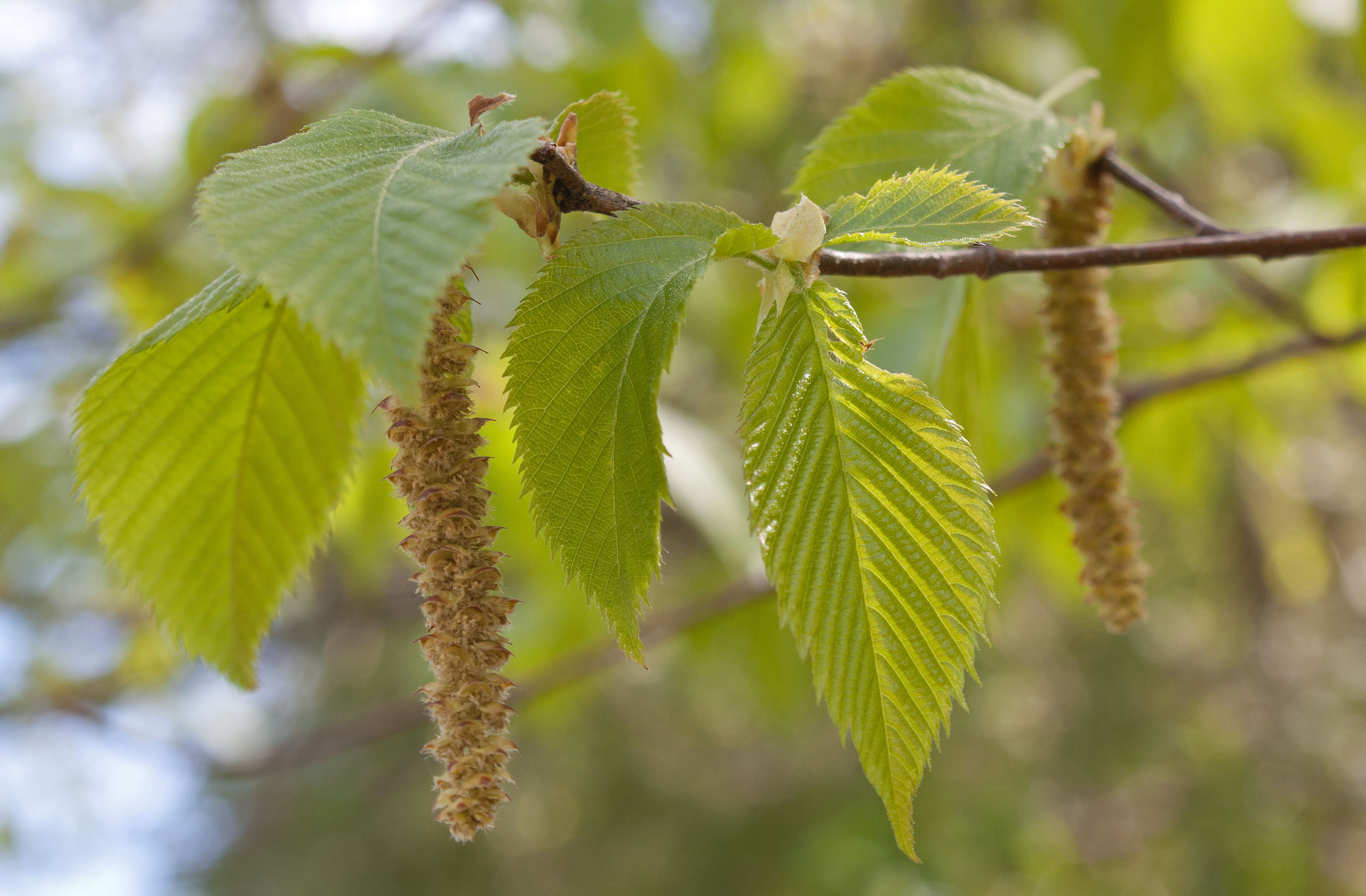 American Hop-Hornbeam—A Tree Study – The Meaning of Water