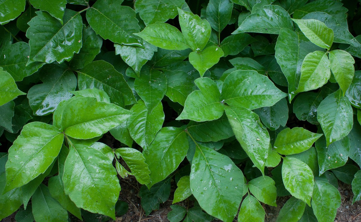 Confessions of a Weed Hunter – The Meaning of Water