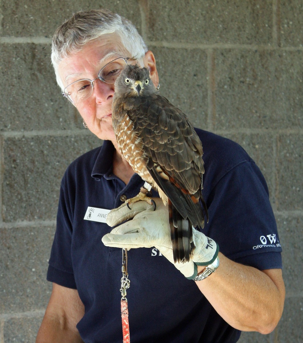 Learning About Raptors with OWL – The Meaning of Water