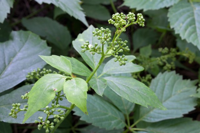 Virginia Creeper—A Plant Study – The Meaning of Water